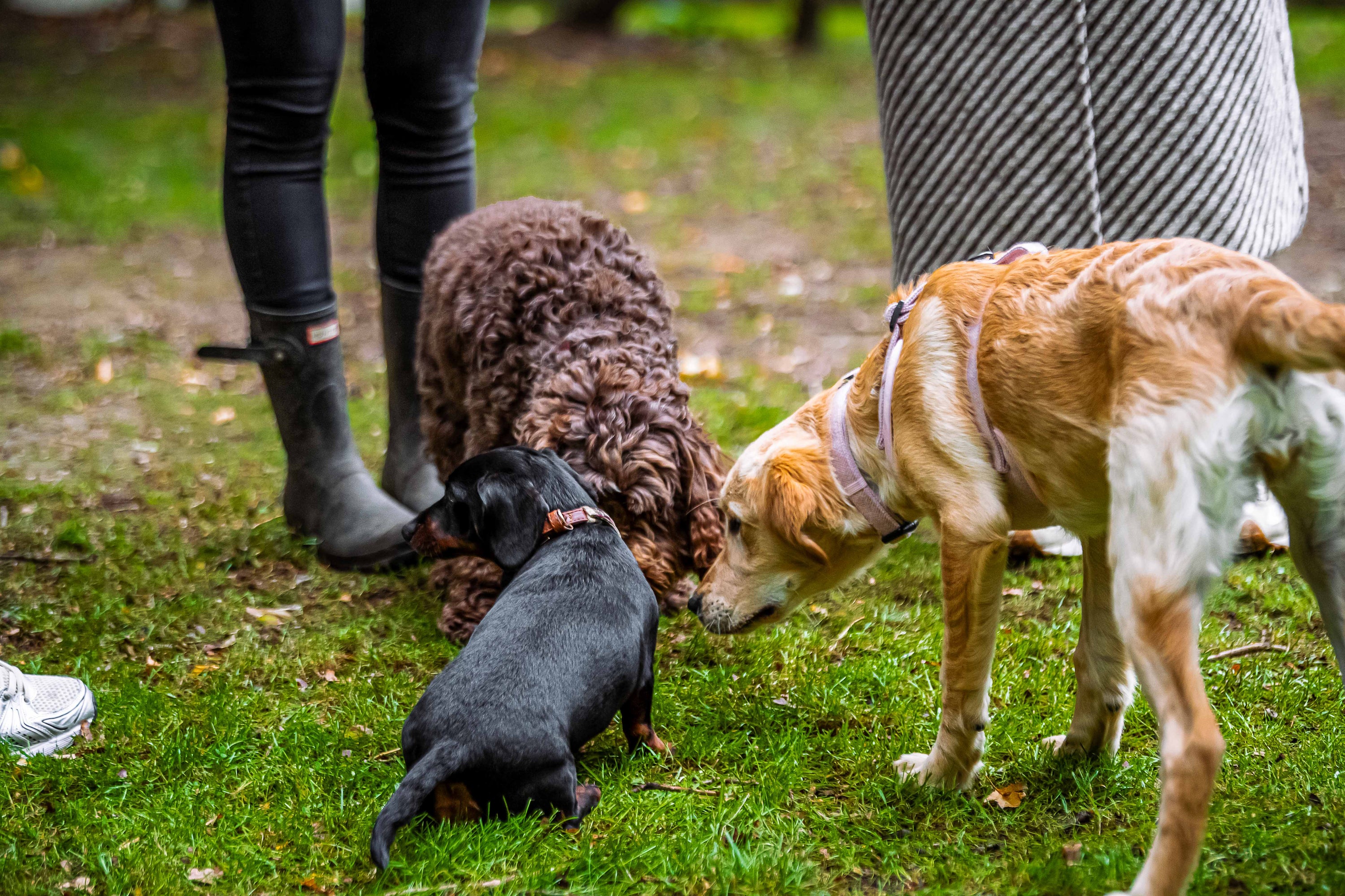 Spotlight On Dog-Friendly Walking Routes And National Parks In The UK ...